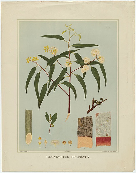 Eucalyptus rostrata. (1882) by Rosa Fiveash (1854–1938) · Australian ...