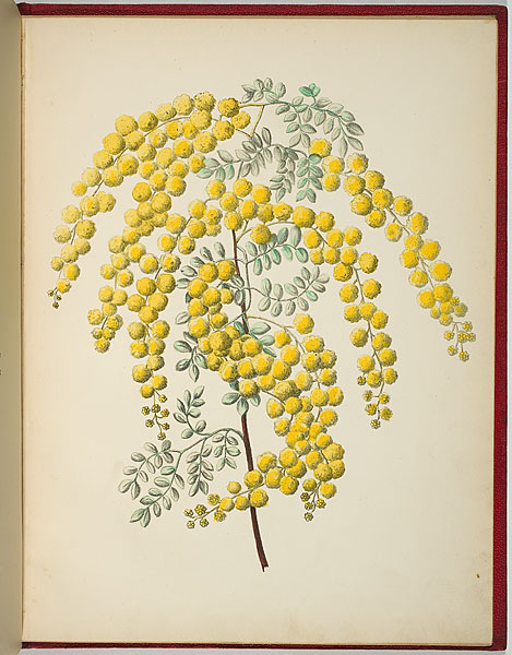 Acacia spectabilis [mudgee wattle]. (1887) by Annie Walker (1831–1913 ...